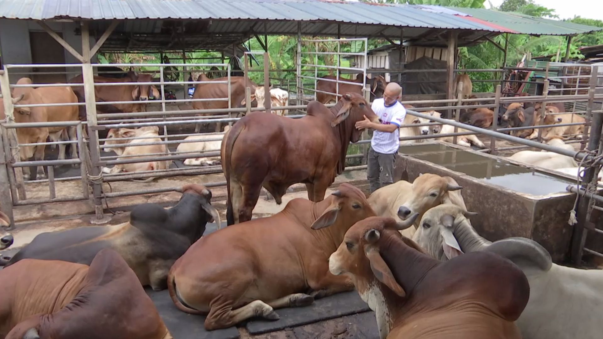 Harga lembu hingga RM20,000 seekor, bekas pemain JDT selesa ceburi ...